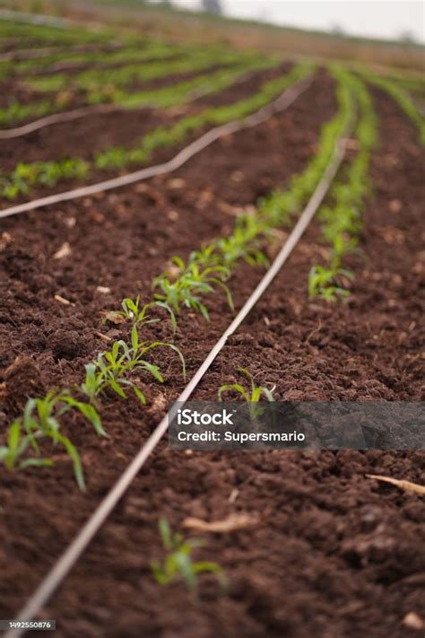Drip Irrigation For Sugarcane At Adelina Simmons Blog