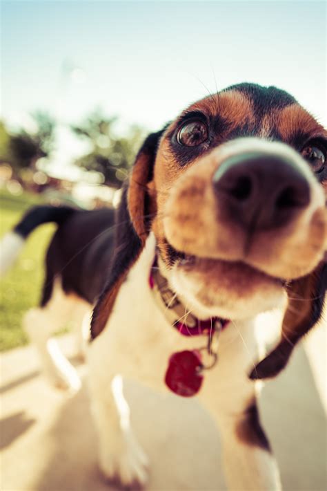 Free Images Puppy Pet Hound Up Close Nose Skin Vertebrate