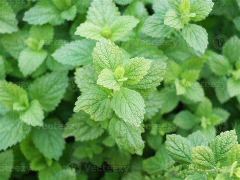 Fresh Mint Leaf Background Closeup Growing Organic Mint In The Garden