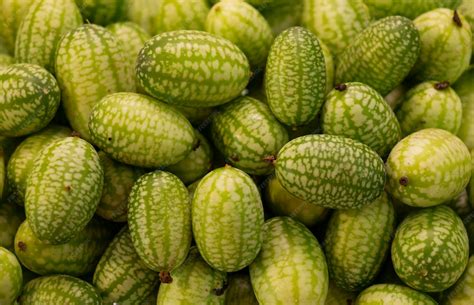 Premium Photo Cucamelon Melothria Scabra Edible Mexican Miniature