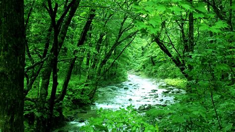 【asmr風】1時間 自然音 落ち着く森の音 1hour Nature Sounds Of A Forest For Relaxing