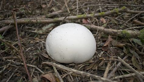 Puffball Mushrooms Edible Or Poisonous How To Identify Look Alikes