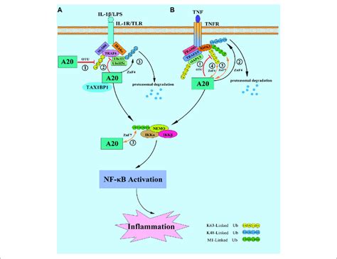 A In Response To Il 1β And Or Lps Stimulation A20 Expression Is