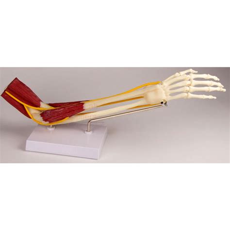Human Elbow Joint Model Functional Manufacturers Supplier And Exporters