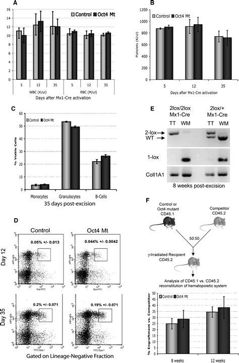 Oct4 Expression Is Not Required For Mouse Somatic Stem Cell Self