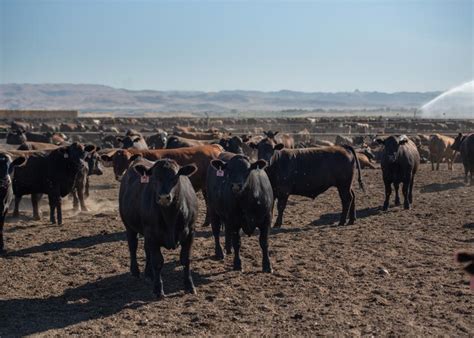 The Impact Of Beef X Dairy Calves Drovers