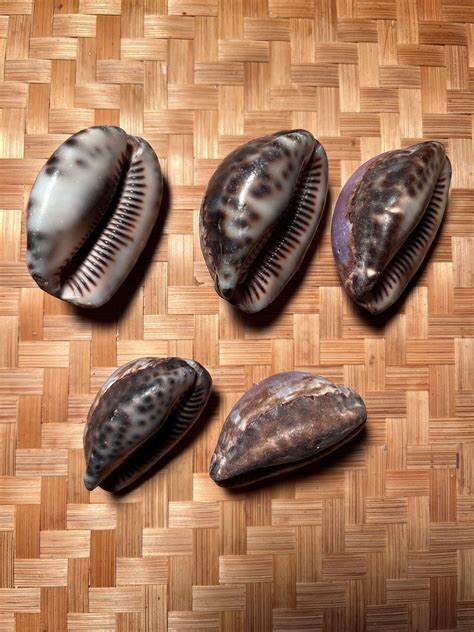 Surf Tumbled Reticulated Cowrie Shell Etsy
