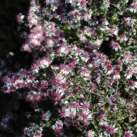 Aster Lateriflorus Prince Claire Austin
