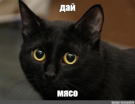 Создать мем черный кот с зелеными глазами фото черного кота с желтыми