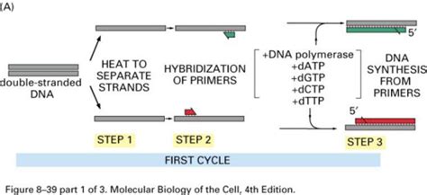 Manipulating Genomes Dna Profiling Flashcards Quizlet