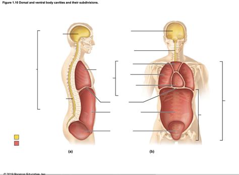Body Cavity Subdivisions Diagram Quizlet