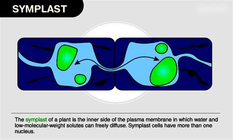 Understanding Symplast The Living Part Of The Plant Tissue