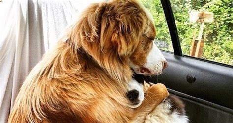 19 Pets Who Really Hate The Thought Of Going To The Vet