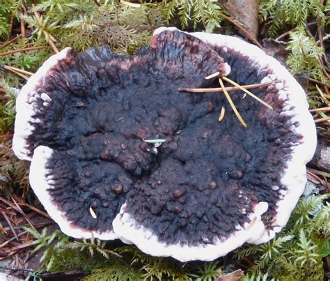 Phellodon Melaleucus The Ultimate Mushroom Guide