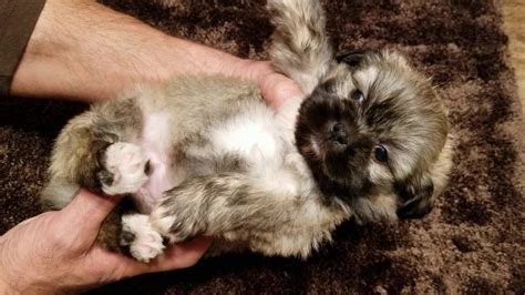 Teddypoo Puppies At Deans Kennel Located In Louisville Ky