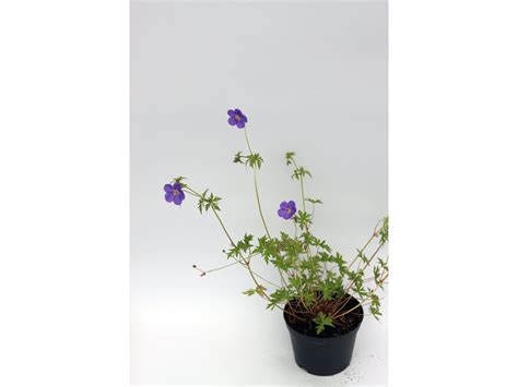Geranium 'Brookside' 2 Litre - Hedge Xpress - Buy Online - Hedges and ...