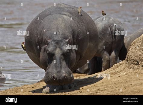 Hippopotamus Hippo Common Hippopotamus Hippopotamus Amphibius