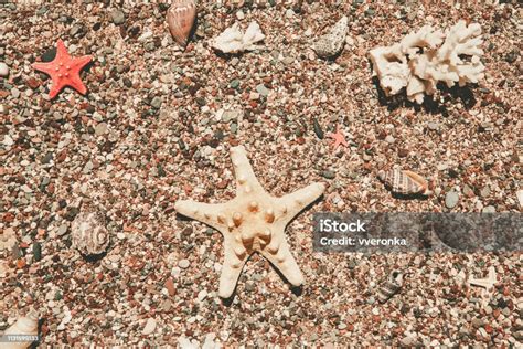 해변 여름 배경바다 자갈에 조개와 바다 별과 처마 텍스트에 대 한 공간을 복사 껍데기에 대한 스톡 사진 및 기타 이미지