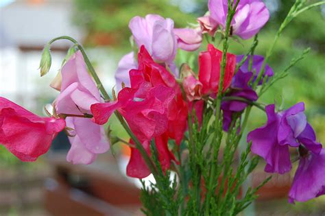 Душистый горошек выращивание фото Сажаем Сад