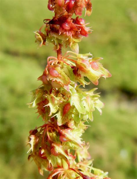 Rumex Species Dock And Sorrels — Bsbi Vc77