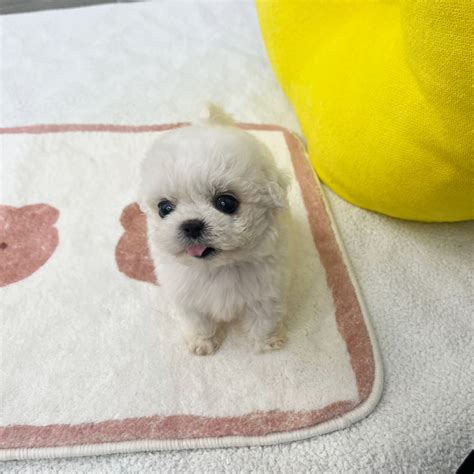 미니비숑 왕자님 송이 분양중인 비숑프리제 아가댕