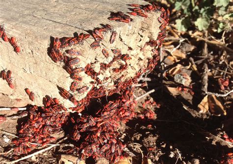 Aggregation Of Mediterranean Red Bugs Whats That Bug