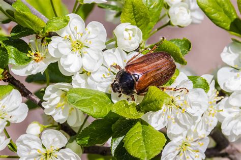 How To Effectively Get Rid Of June Bugs Natural Patch Co