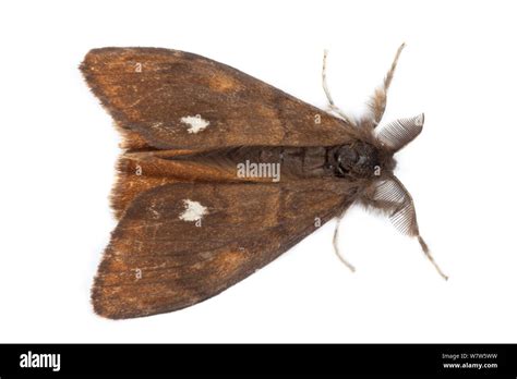 Animalia Paradoxa Cut Out Stock Images And Pictures Alamy