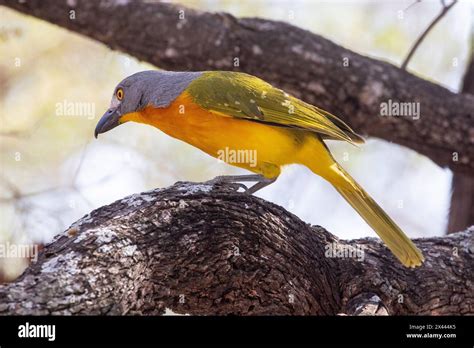Grey Headed Bushshrike Grey Headed Bush Shrike Malaconotus Blanchoti