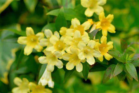 50 State Flowers History Full List With Pictures Parade Home And Garden