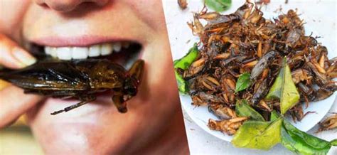 Cockroaches Are Edible High In Protein And Healthy To Eat