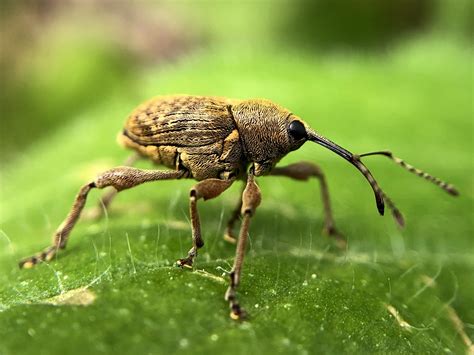 Curculio Nucum C Linnaeus 1758
