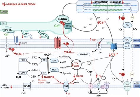 Frontiers Mitochondrial Calcium Signaling And Redox Homeostasis In