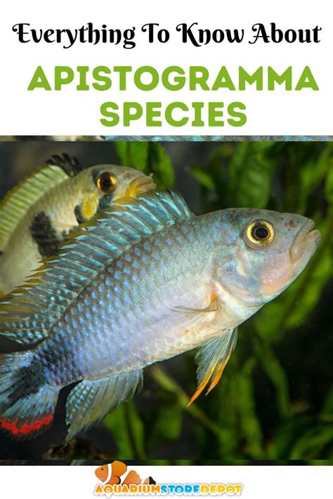 Introduction To The Apistogramma Species Care Types Breeding