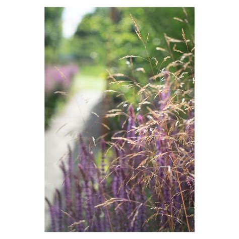 Textured Borders With Sparkling Grasses