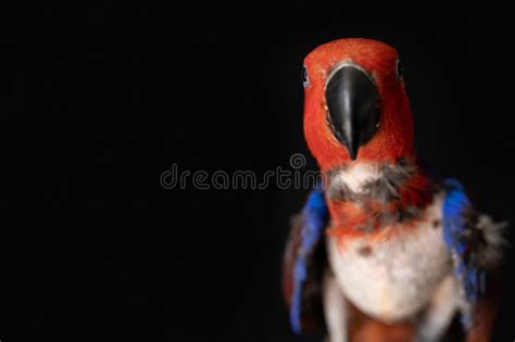 A Female Eclectus Parrot With Plucking Behavioural Issues Stock Image