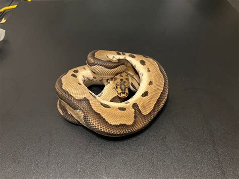 Leopard Blade Clown Ball Python By Cosmic Ball Pythons Morphmarket