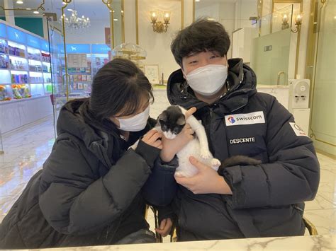 수원 2021 0258 코리안숏헤어 하나 책임분양 미니먼치킨전문 미니랙돌전문 미니브리티쉬숏헤어전문 미니스코티쉬폴드전문 미니러시안블루전문 미니강아지전문 미니고양이전문