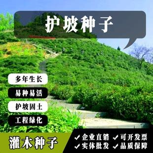 灌木种子紫穗槐刺槐猪屎豆多花木兰银合欢绿化护坡固土草种籽 阿里巴巴