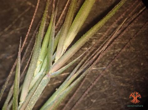 Vulpia Membranacea L Dumort