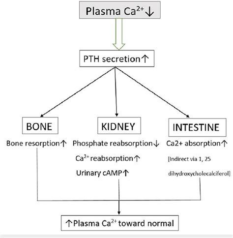 PTH Secretion And Regulation PTH Parathyroid Hormone Ca2 Calcium