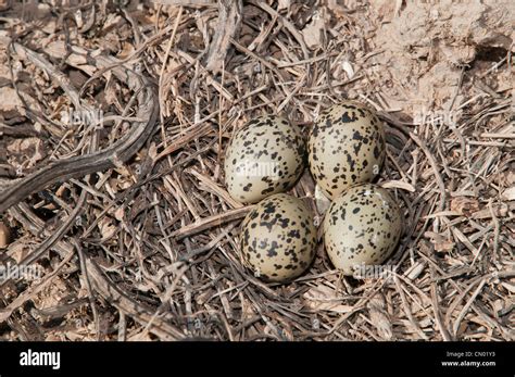 Plover Nest With Eggs Typically Laid In Simple Ground Depressed Areas