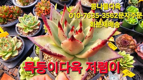 묵둥이다육이 확실히 이뻐요놓치지 마세요가성비짱다육 화분채배송 010 7635 3562택배문자주문 콩나물다육 Youtube
