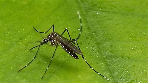 ডেঙ্গুতে আরও ২ মৃত্যু হাসপাতালে ২৫৩