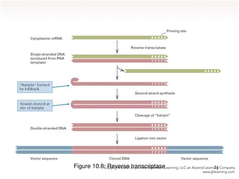 Ppt Chapter 10 Genomics Proteomics And Genetic Engineering Powerpoint Presentation Id 2964434