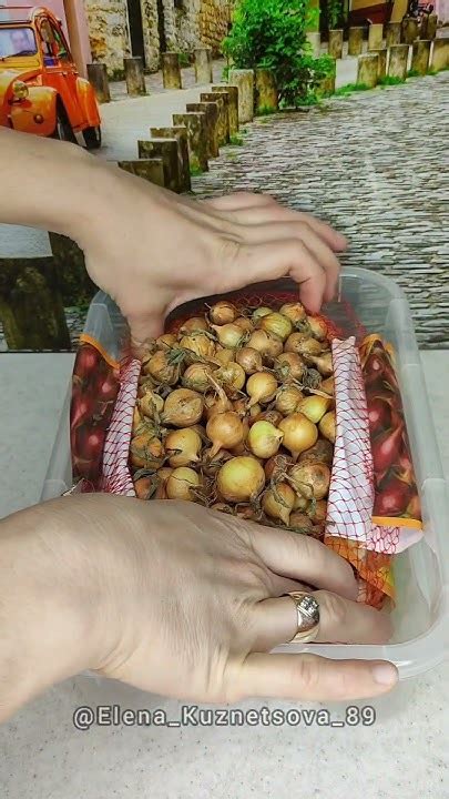 Как вырастить зелень зимой растения сад огород цветы T Me