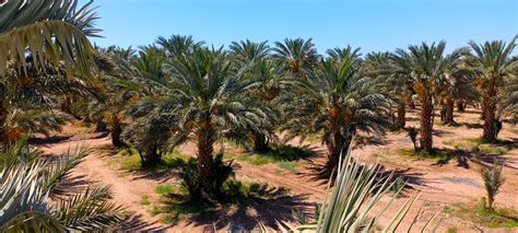 Cuenta El Valle De Mexicali Con Una Plantación De Palma Datilera