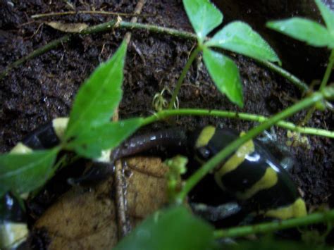 Ringed Salamander Newts And Salamanders Portal