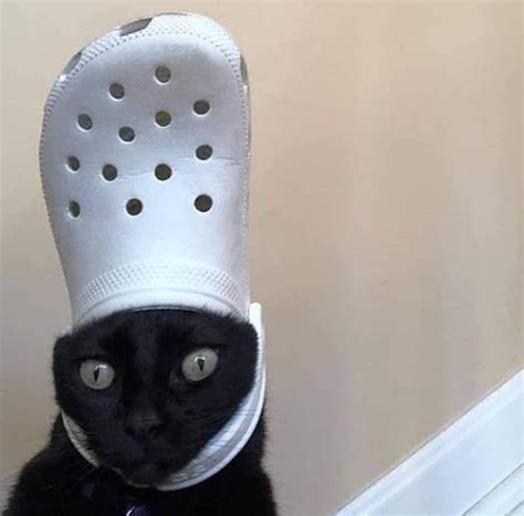 Cat In Croc Ubicaciondepersonas Cdmx Gob Mx