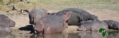 14 Days Uganda Wildlife And Culture Safari Monumental Expeditions And
